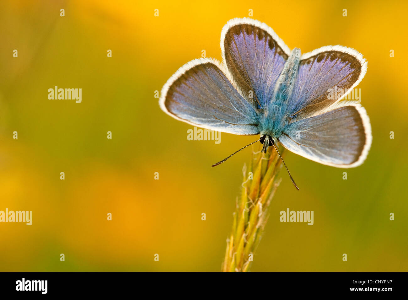 Silver-studded blue (Plebejus argus, Plebeius argus), haenging on a ...