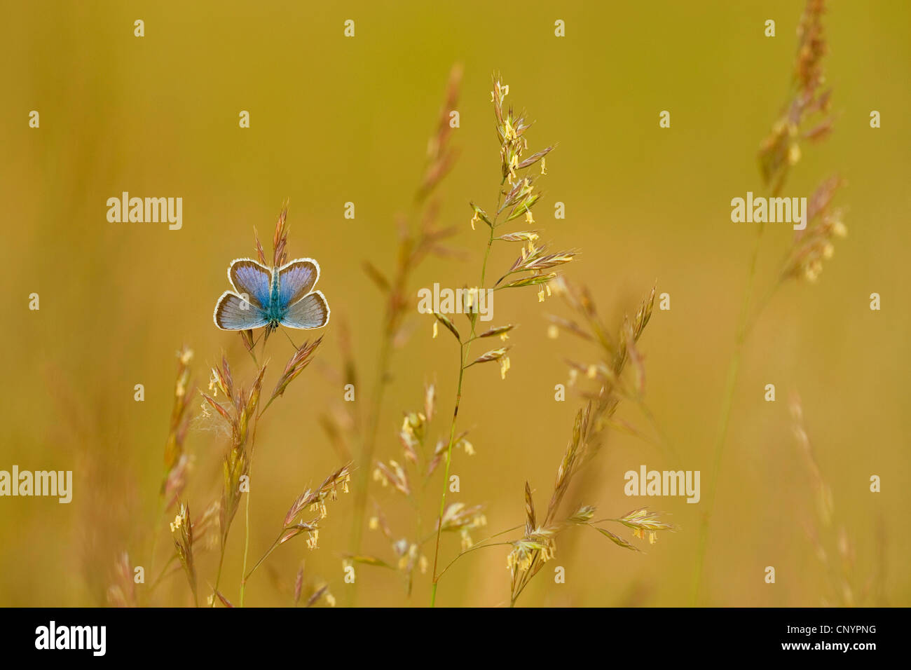 Silver-studded blue (Plebejus argus, Plebeius argus), sitting at a ...