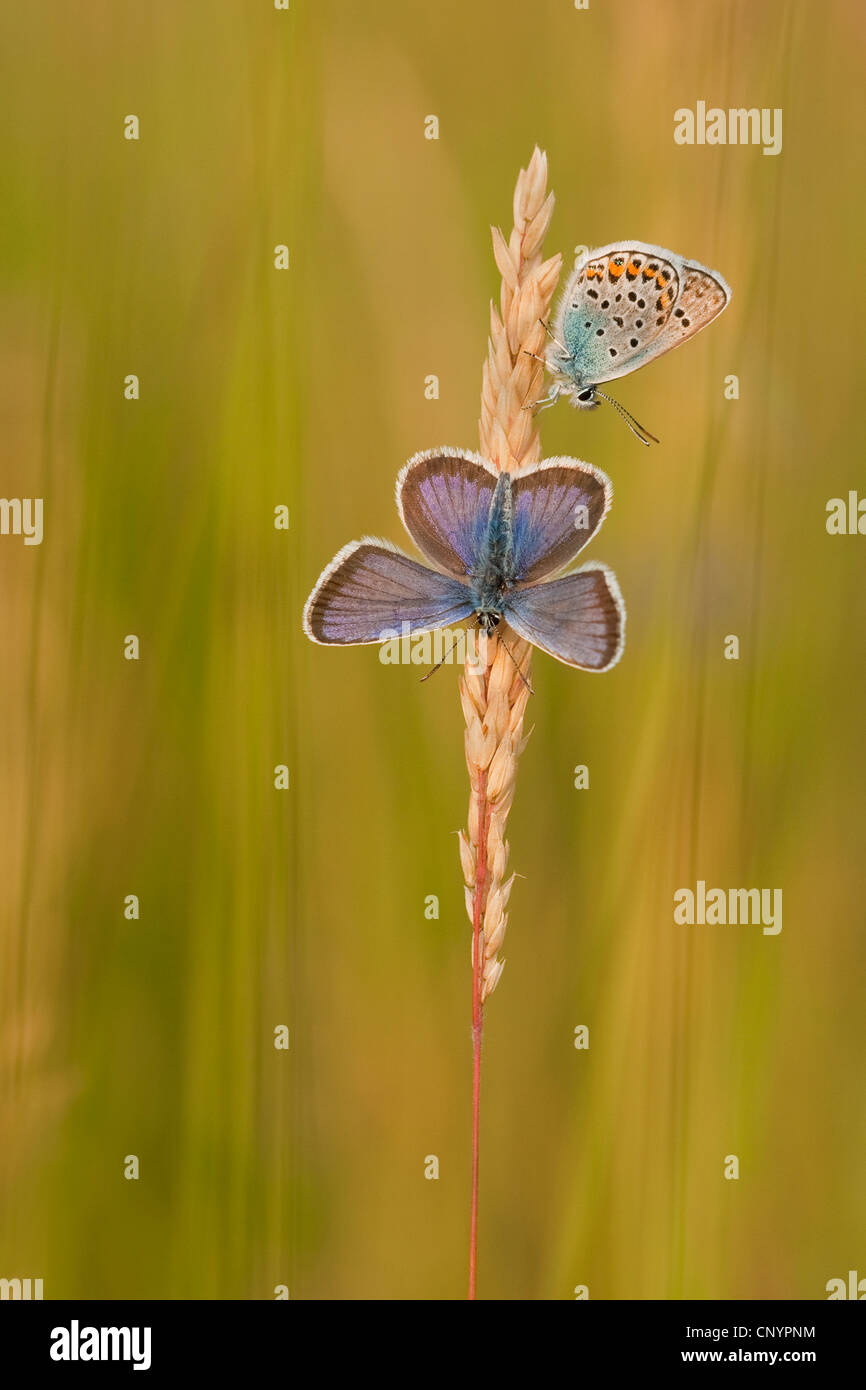 Silver-studded blue (Plebejus argus, Plebeius argus), sitting at a ...