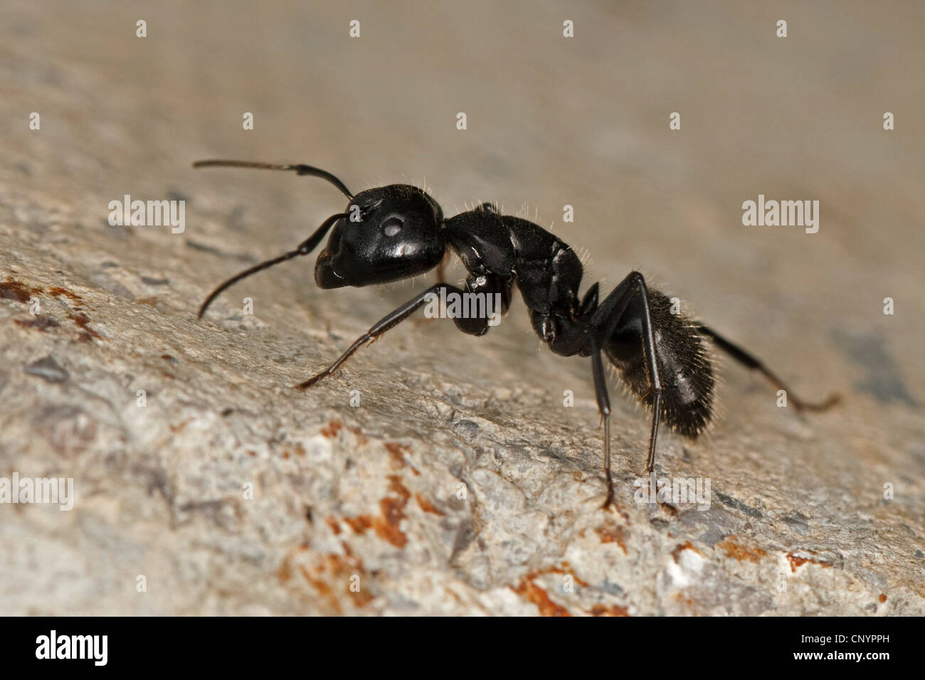Oak carpenter ant (Camponotus vagus), on the ground, Germany Stock ...