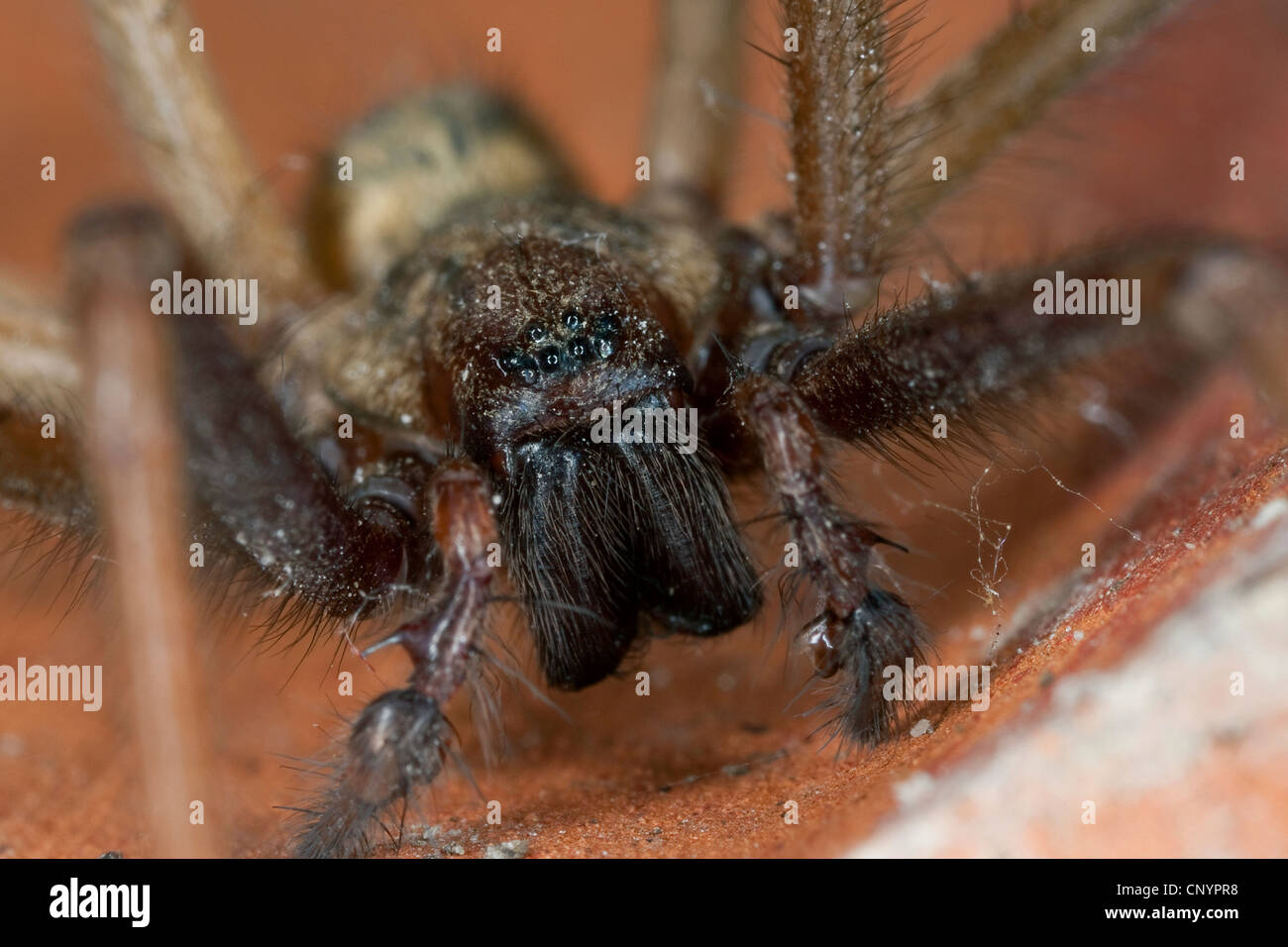giant European house spider, giant house spider, larger house spider ...