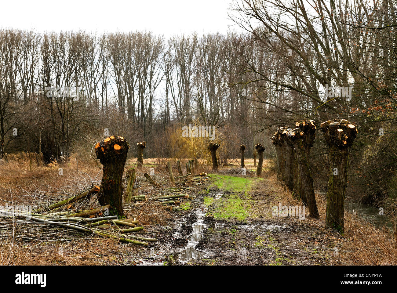 Pollarded willows in a meadow hi-res stock photography and images - Alamy