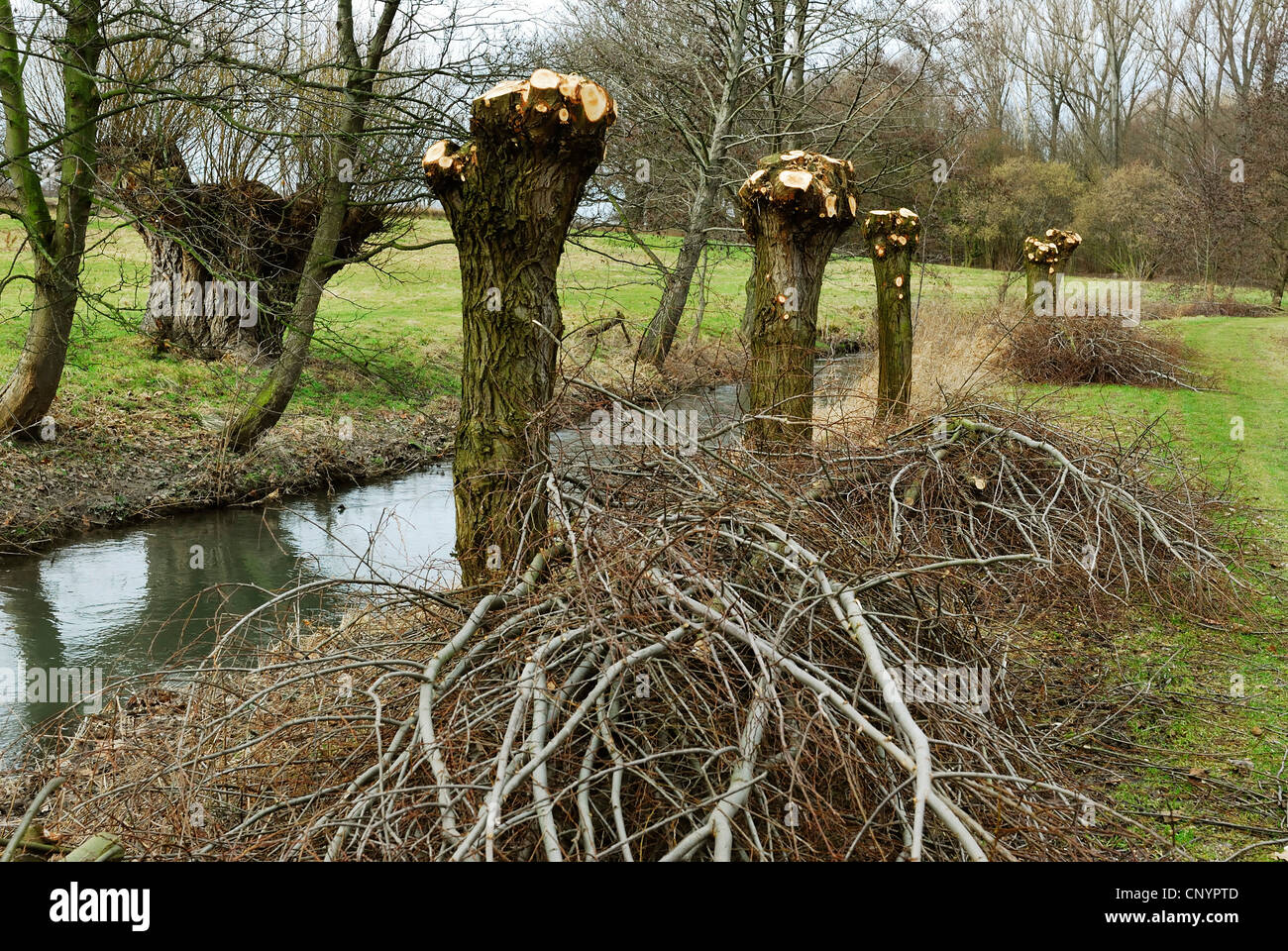 white willow (Salix alba), pollarded willows being cut in a forest and ...