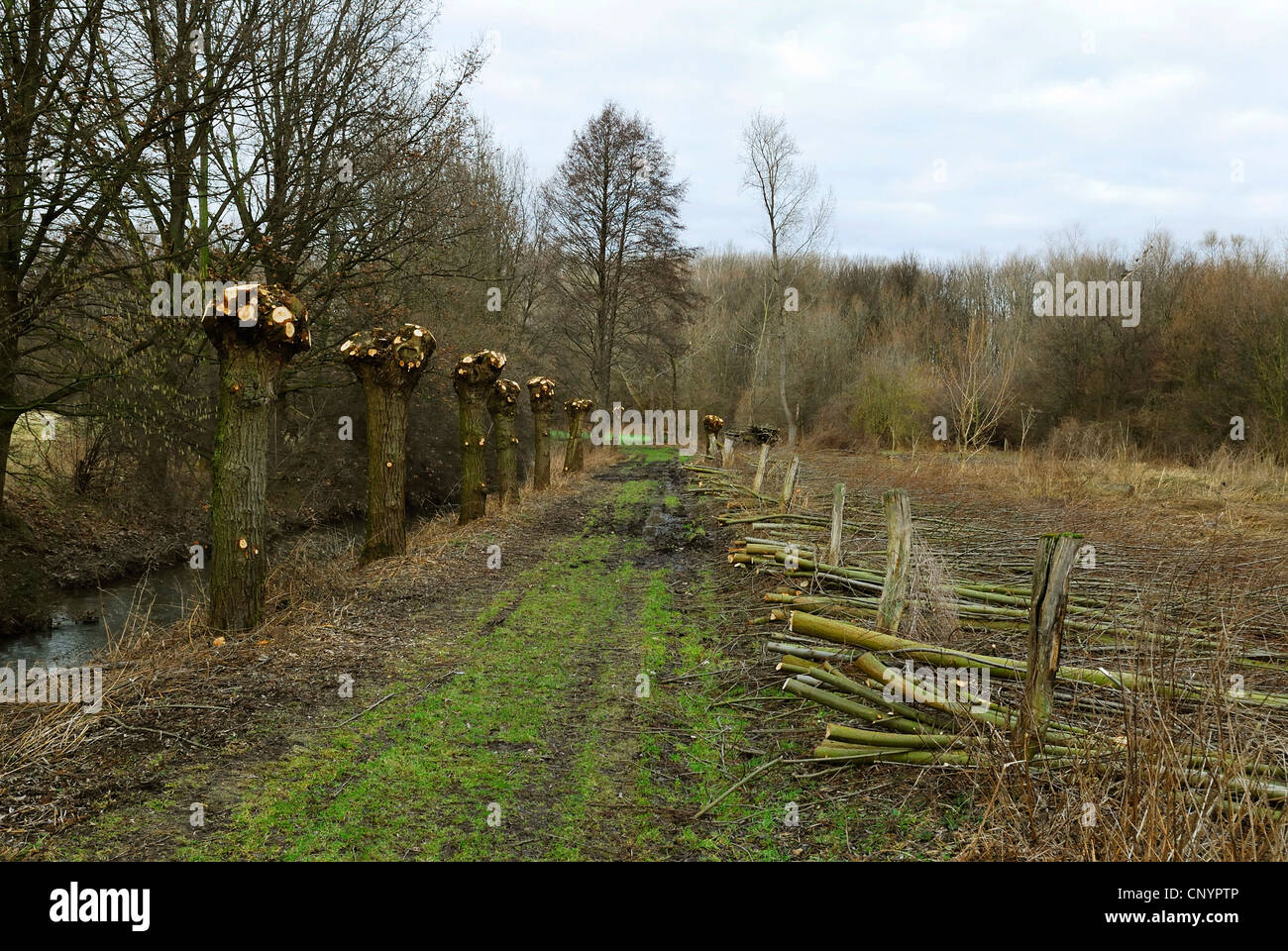 white willow (Salix alba), pollarded willows being cut in a forest and ...