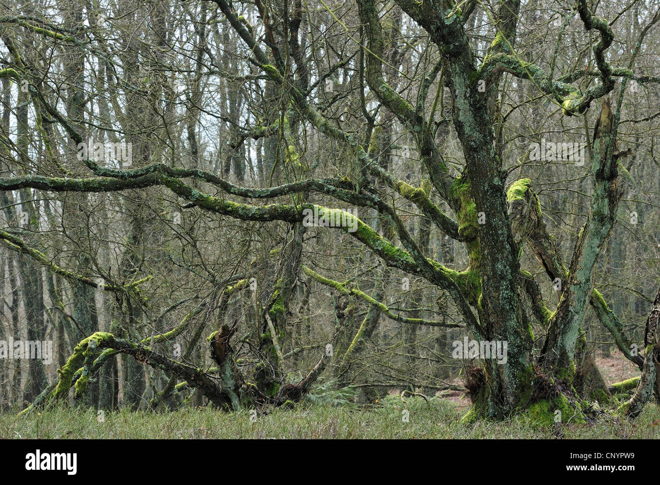 common oak, pedunculate oak, English oak (Quercus robur), oak swamp ...