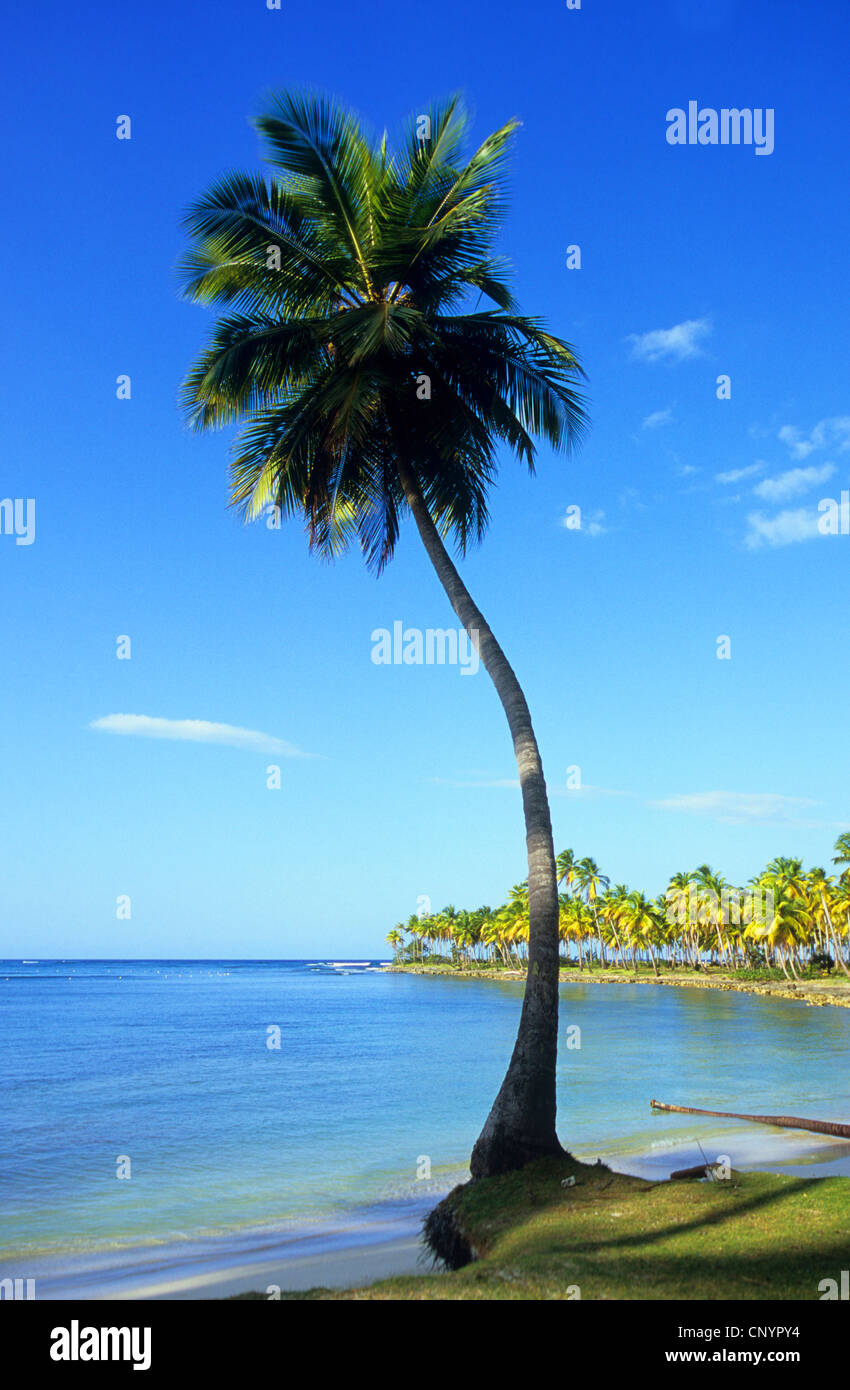 coconut palm (Cocos nucifera), palm beach, Dominican Republic, Samana ...