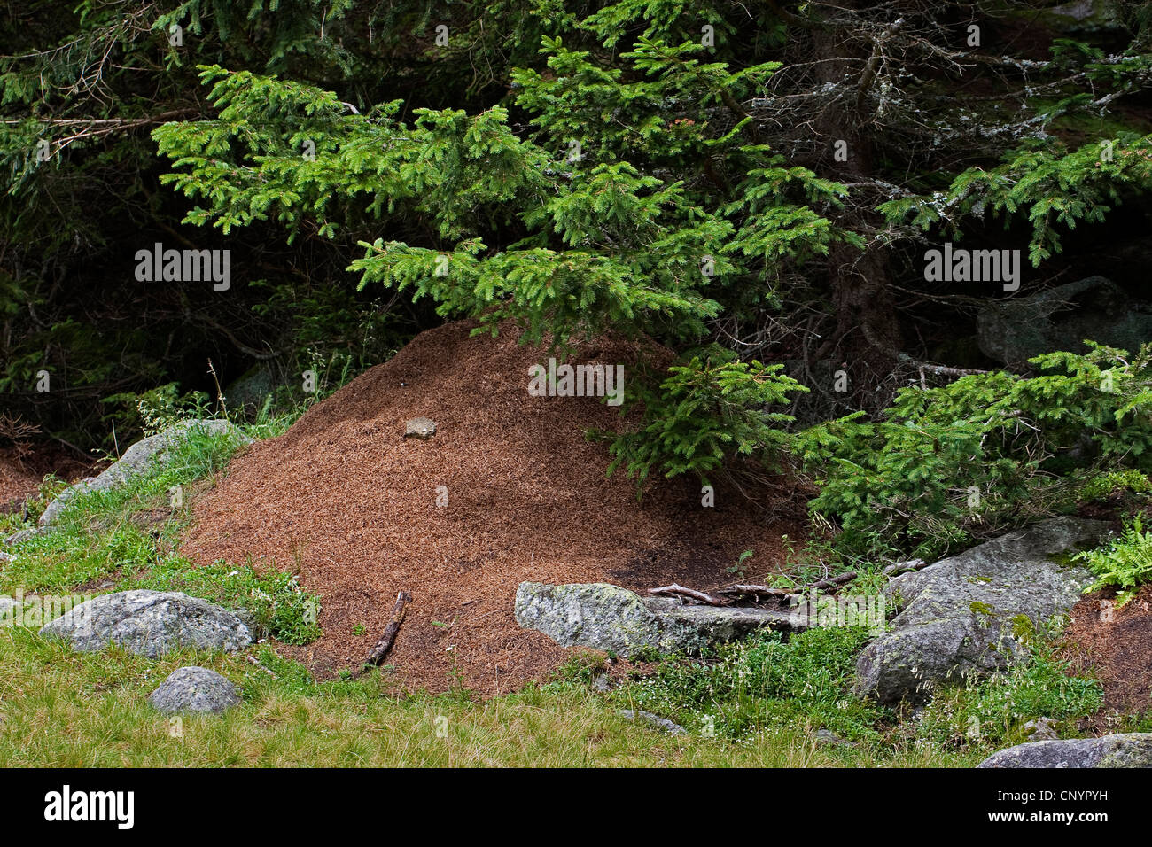 Ant hill at forest edge hi-res stock photography and images - Alamy