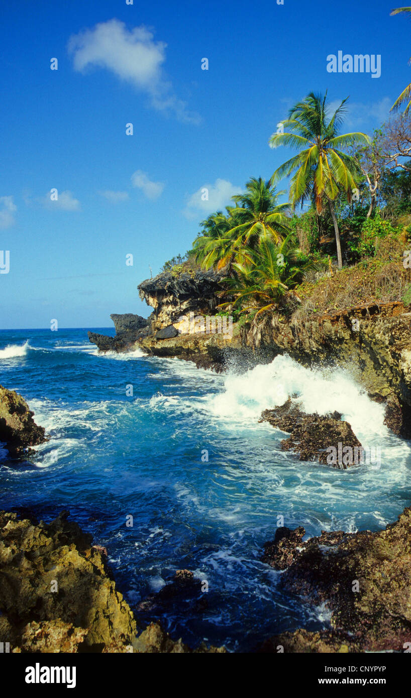 coconut palm (Cocos nucifera), rock coast with palms, Dominican ...