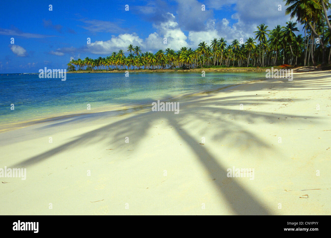 coconut palm (Cocos nucifera), palm beach, Dominican Republic, Samana ...