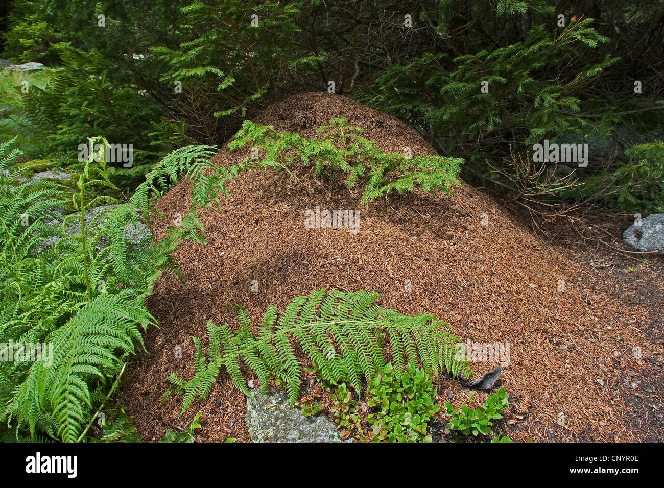 small red wood ant (Formica polyctena), ant hill, Germany Stock Photo ...