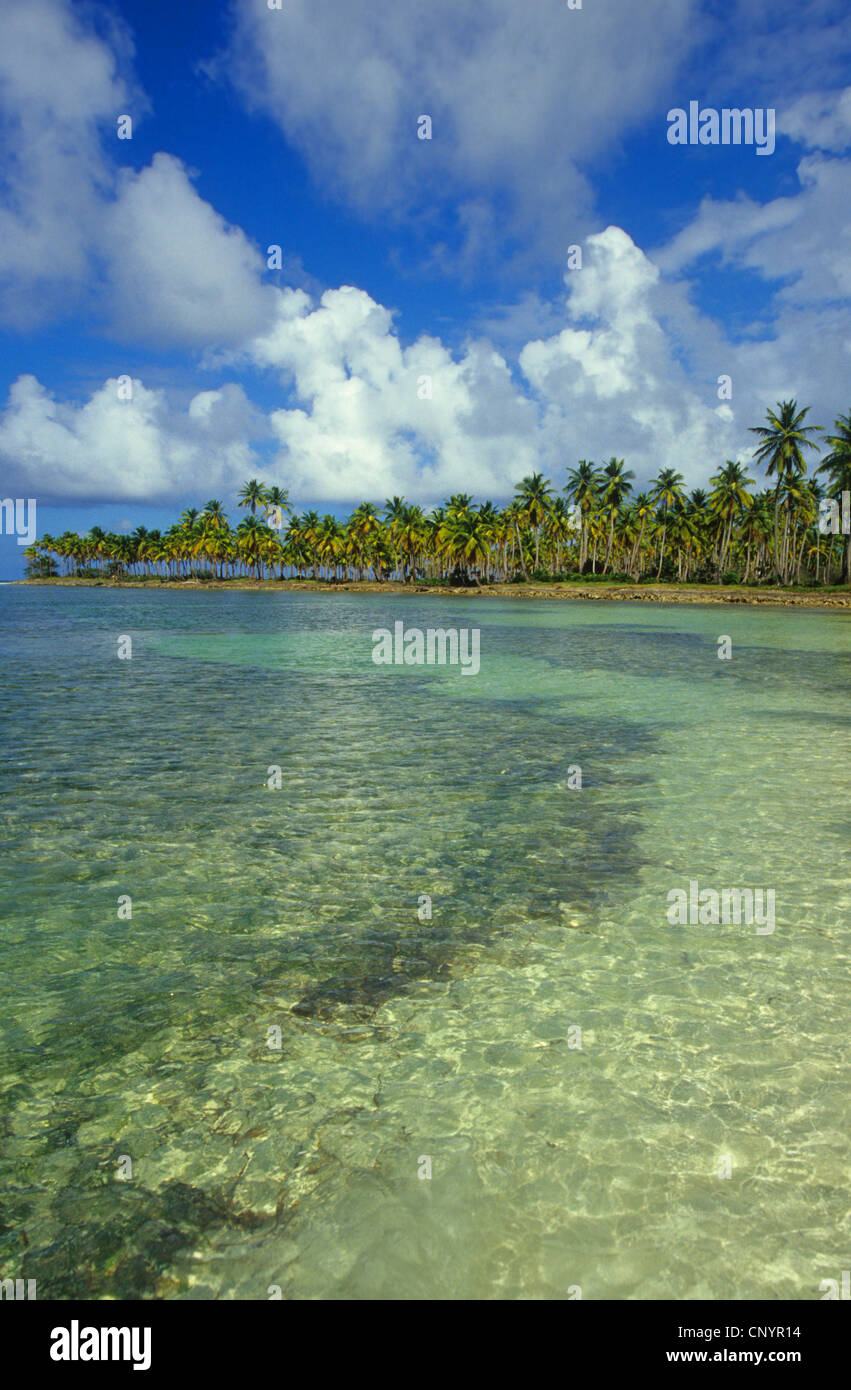 coconut palm (Cocos nucifera), palm beach, Dominican Republic, Samana ...