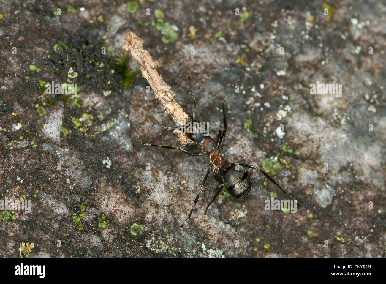 Very small ant hi-res stock photography and images - Alamy