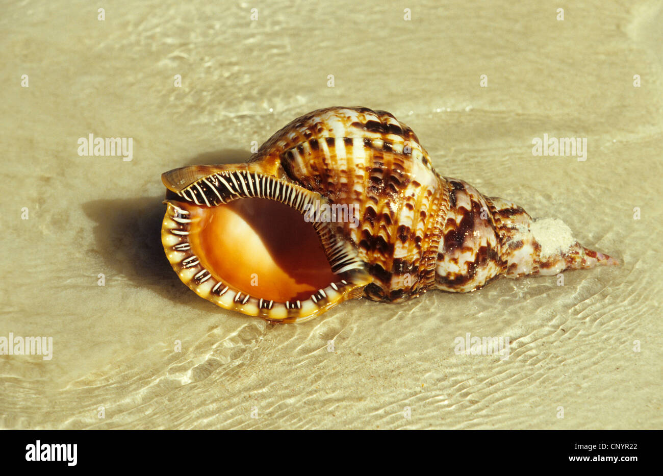 Queen conchs hi-res stock photography and images - Alamy