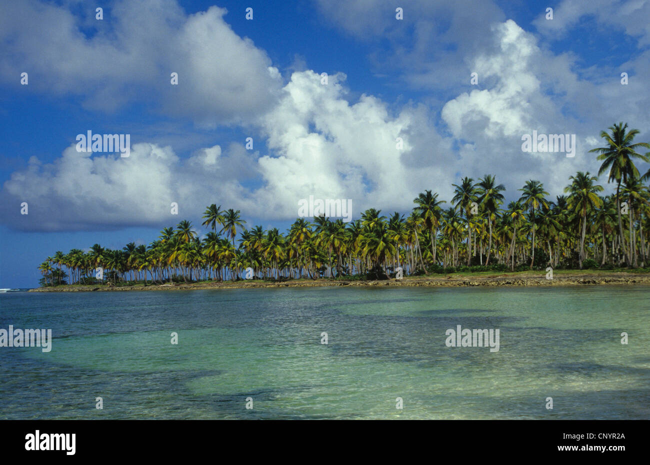West indies tree lined beach hi-res stock photography and images - Alamy