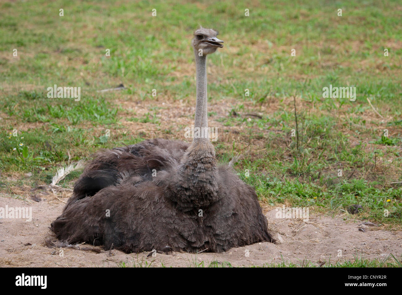 ostrich (Struthio camelus), breeding Stock Photo - Alamy