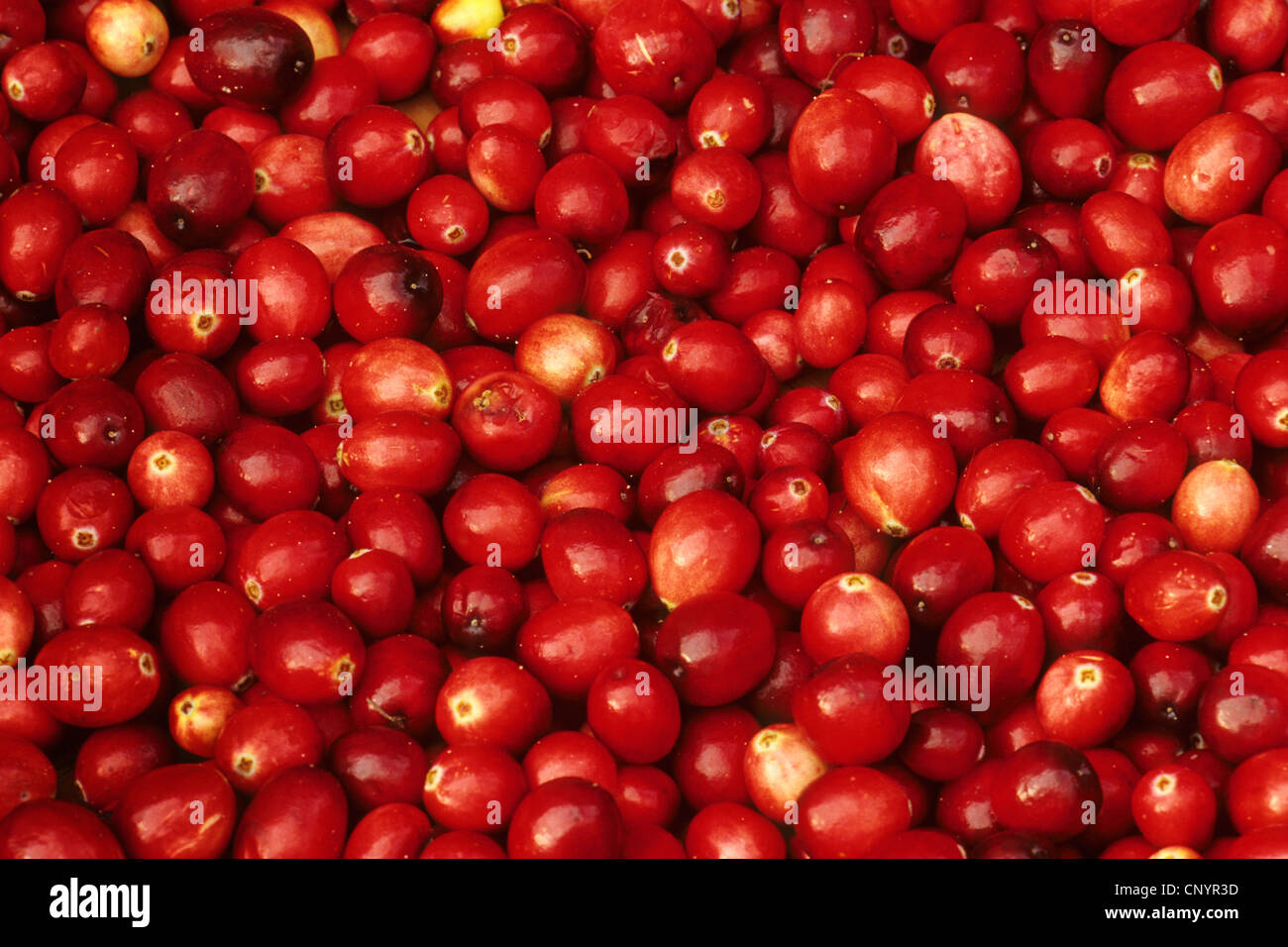 American cranberry, cultivated cranberry, large cranberry (Vaccinium ...