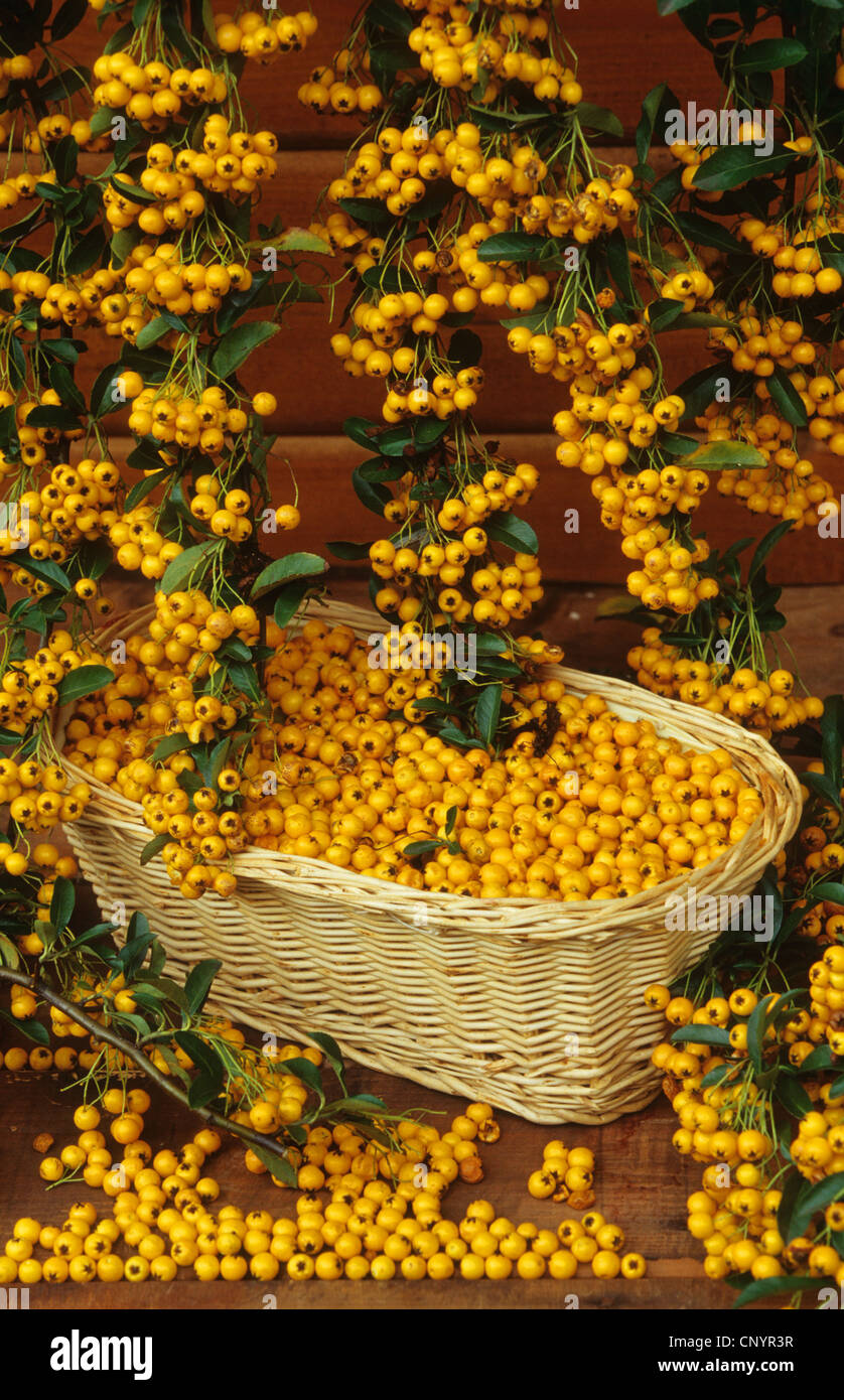 fire thorn, scarlet firethorn, burning bush (Pyracantha coccinea ...