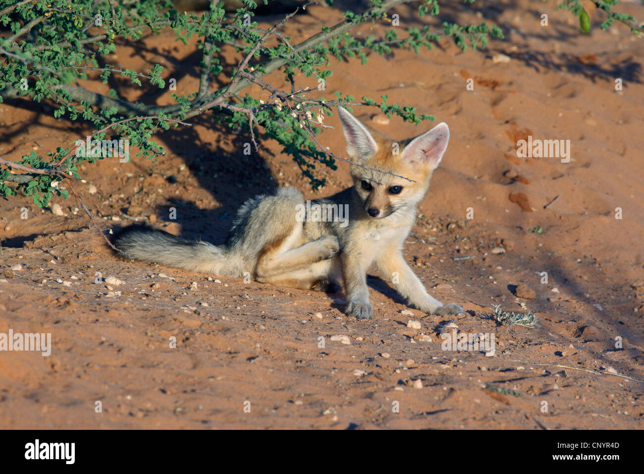 Cape fox (Vulpes chama), young individual lying on the ground, South ...