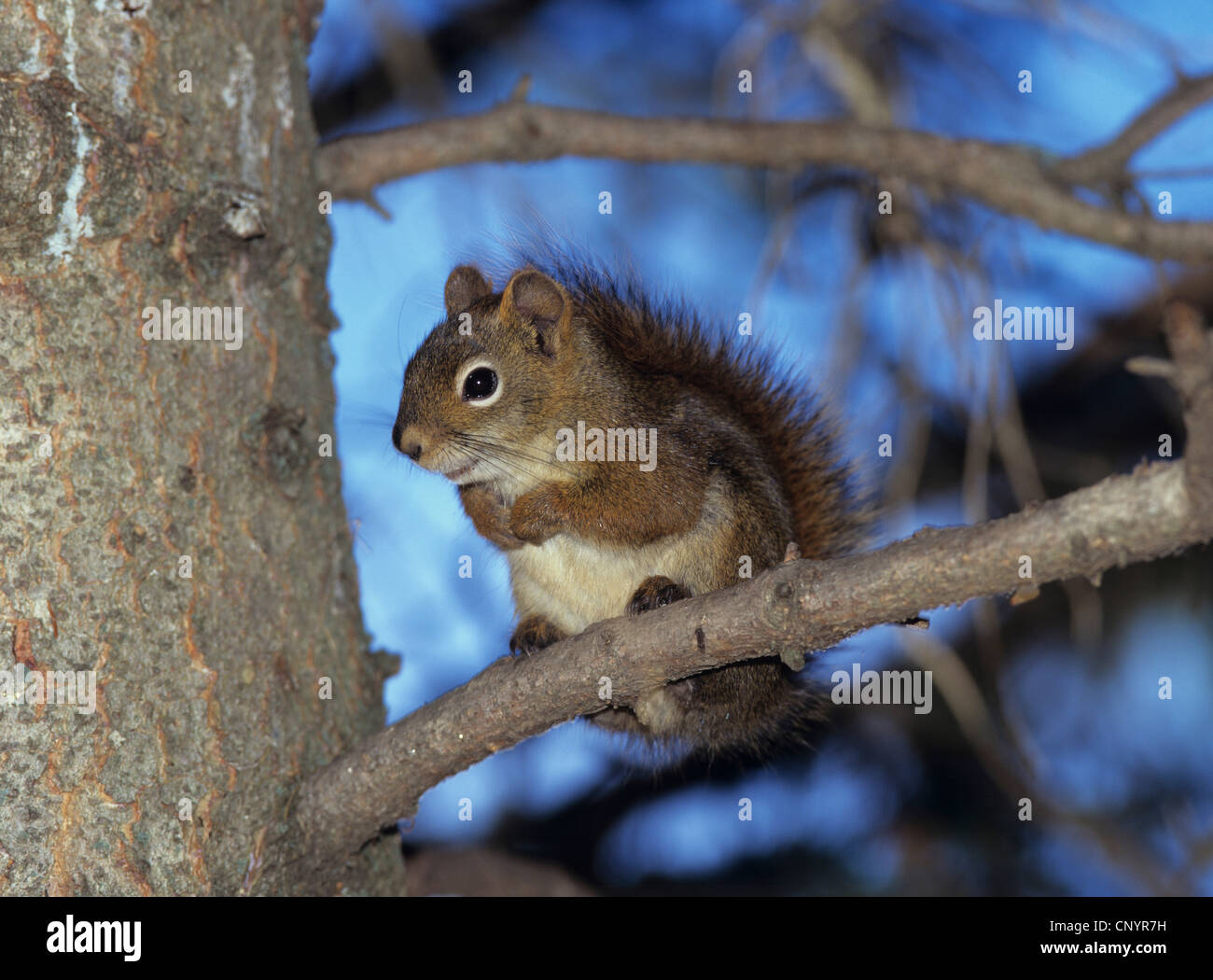 eastern red squirrel, red squirrel (Tamiasciurus hudsonicus), sitting on a branch Stock Photo ...
