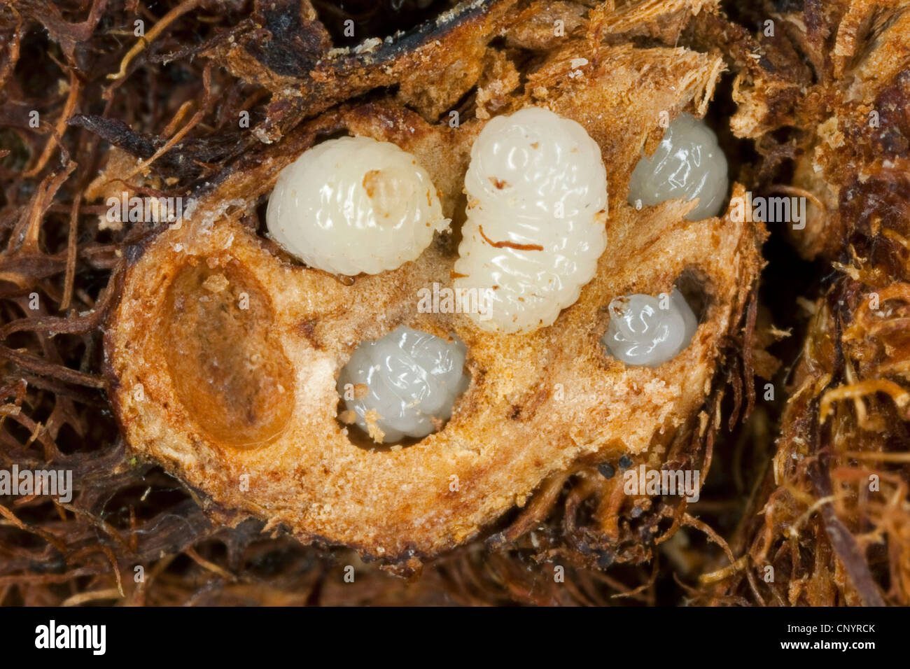 Rose cross section hi-res stock photography and images - Alamy