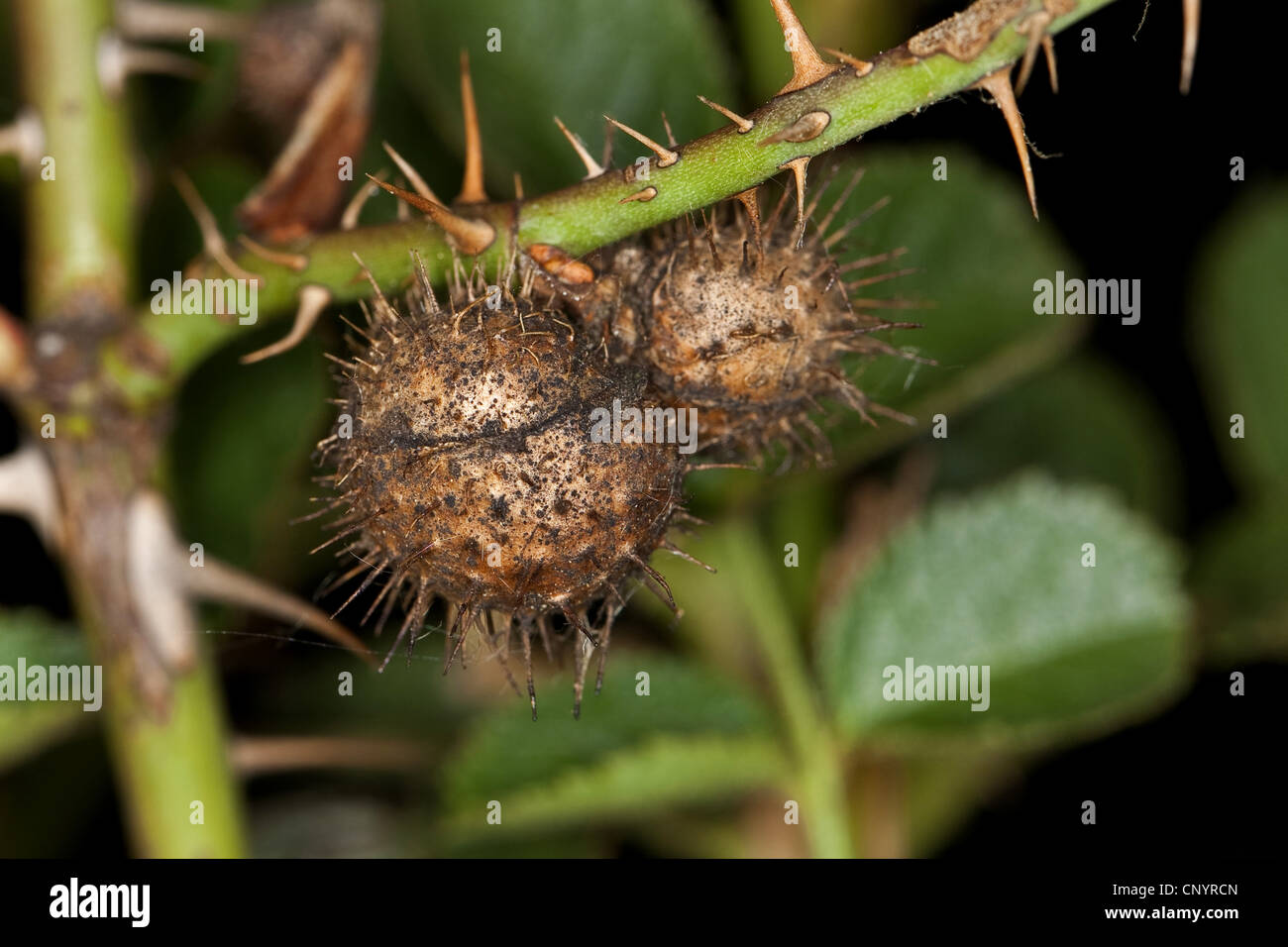 Diplolepis mayri (Diplolepis mayri), with rose gall, Germany Stock ...