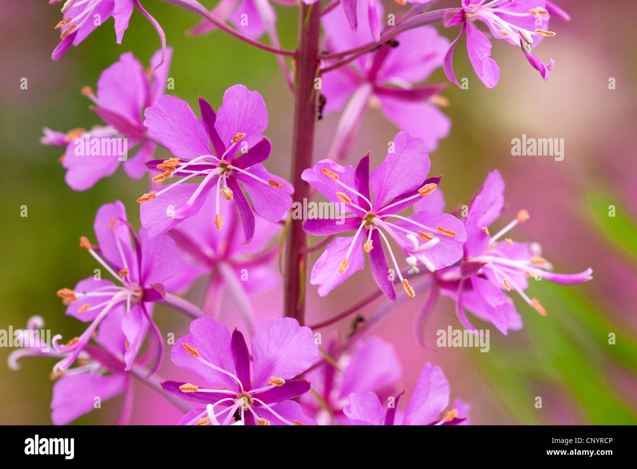 fireweed, blooming sally, rosebay willow-herb, great willow-herb ...