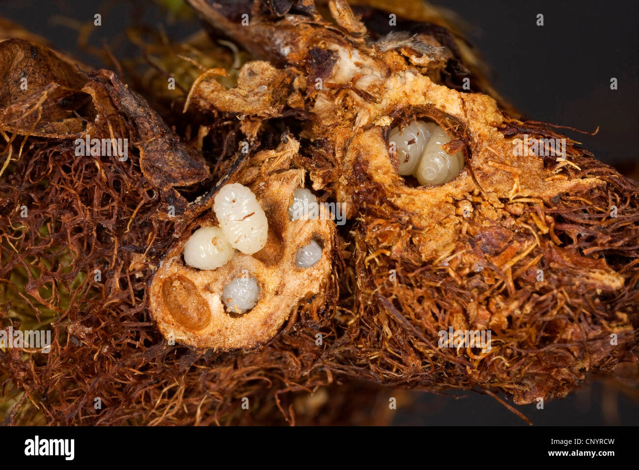 Diplolepis rosae gall inside hi-res stock photography and images - Alamy