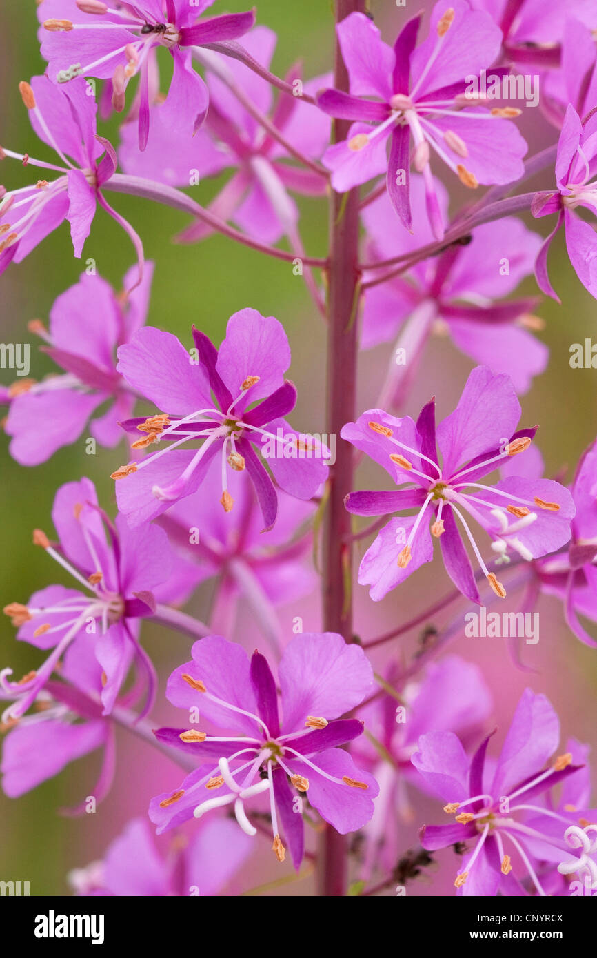 fireweed, blooming sally, rosebay willow-herb, great willow-herb ...