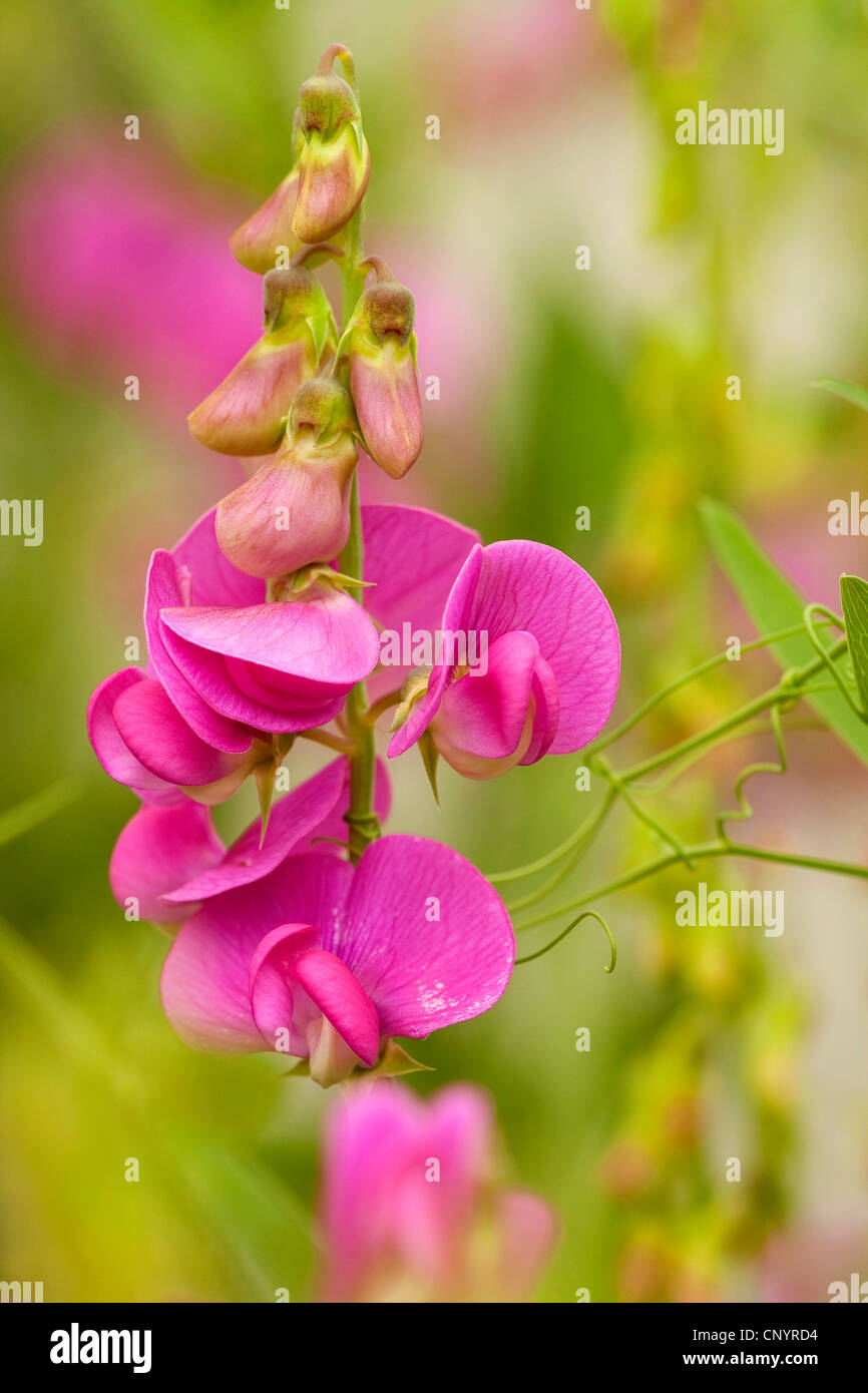 everlasting pea, perennial pea, broad-leaf peavine (Lathyrus latifolius ...