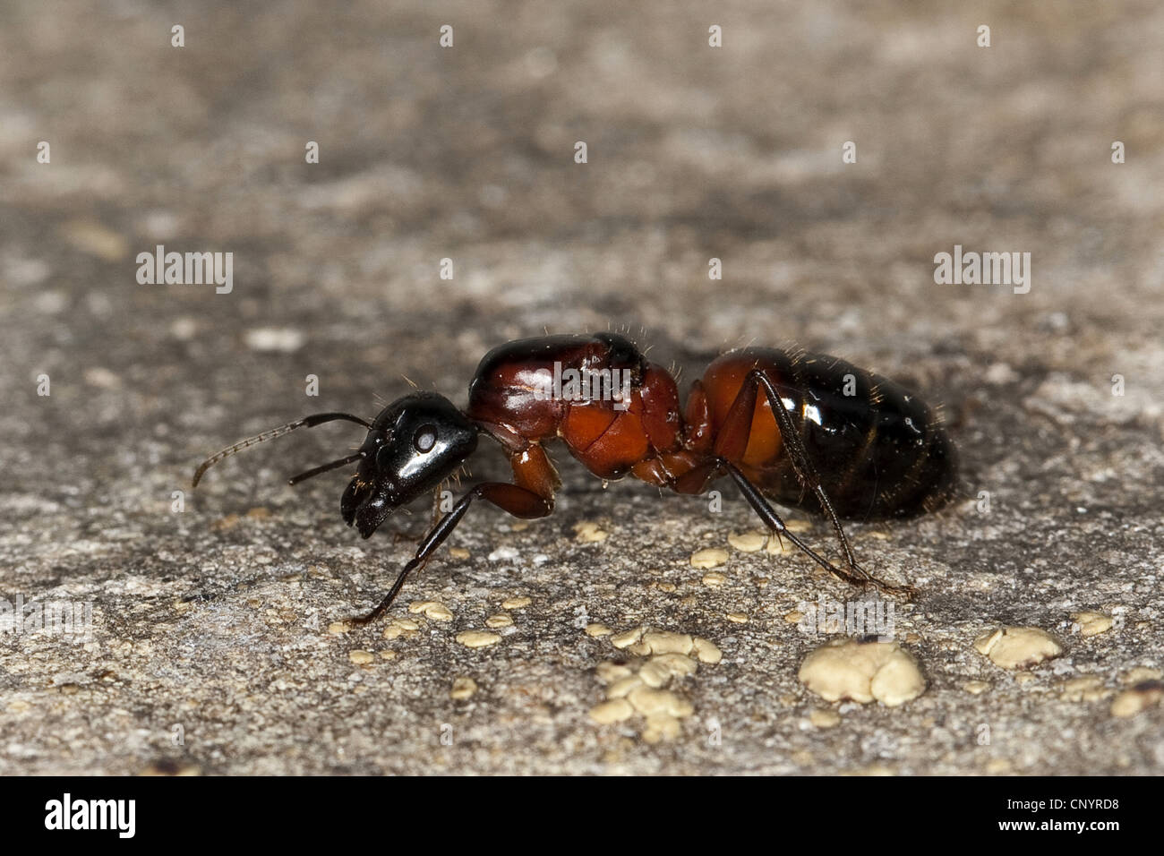Carpenter ant (Camponotus ligniperdus, Camponotus ligniperda), queen ...