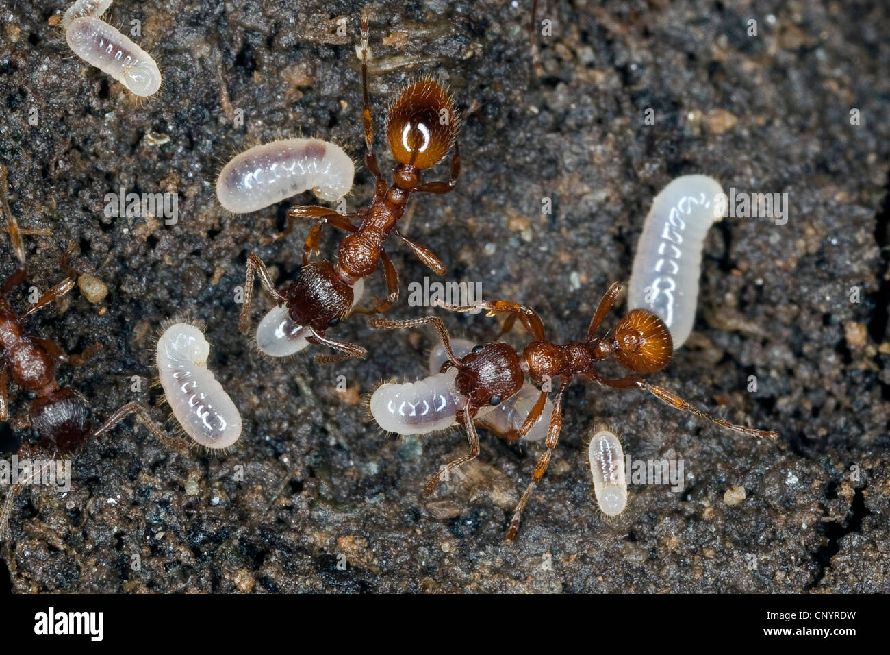 red myrmicine ant, red ant (Myrmica rubra), nest with workers and ...