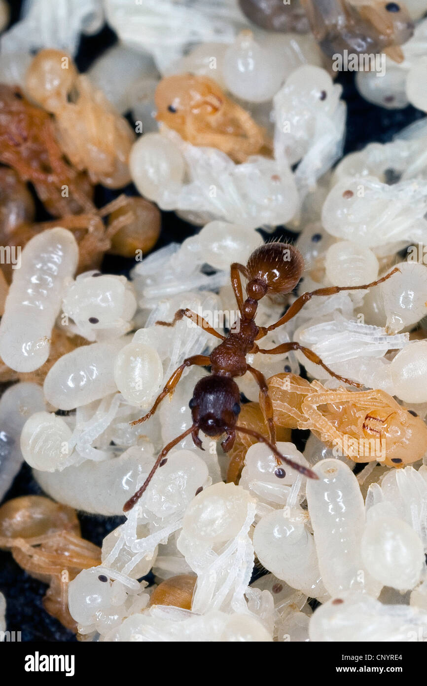 Red ant larvae hi-res stock photography and images - Alamy