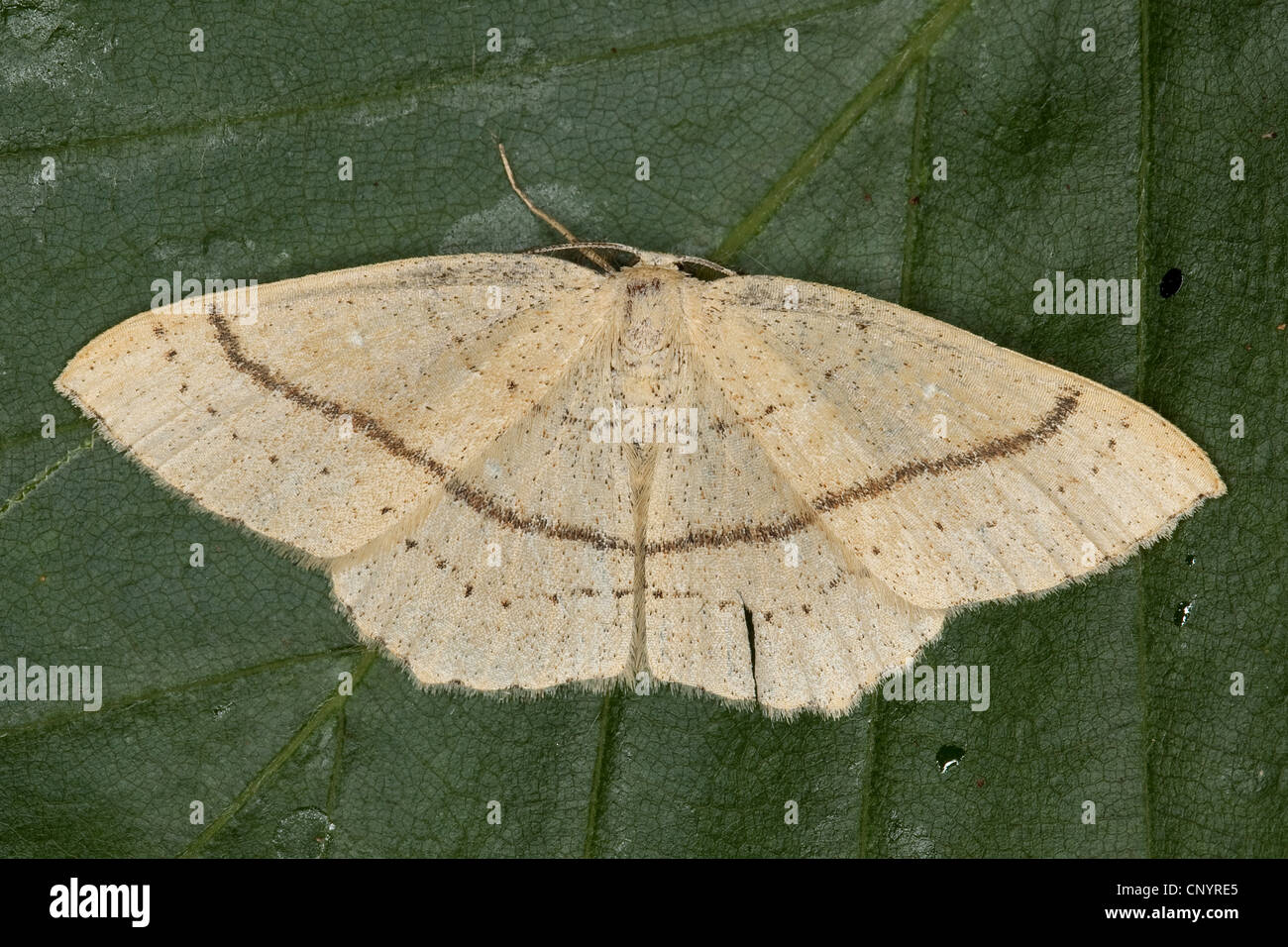 clay tripelines moth (Cyclophora linearia, Cosymbia linearia), sitting ...