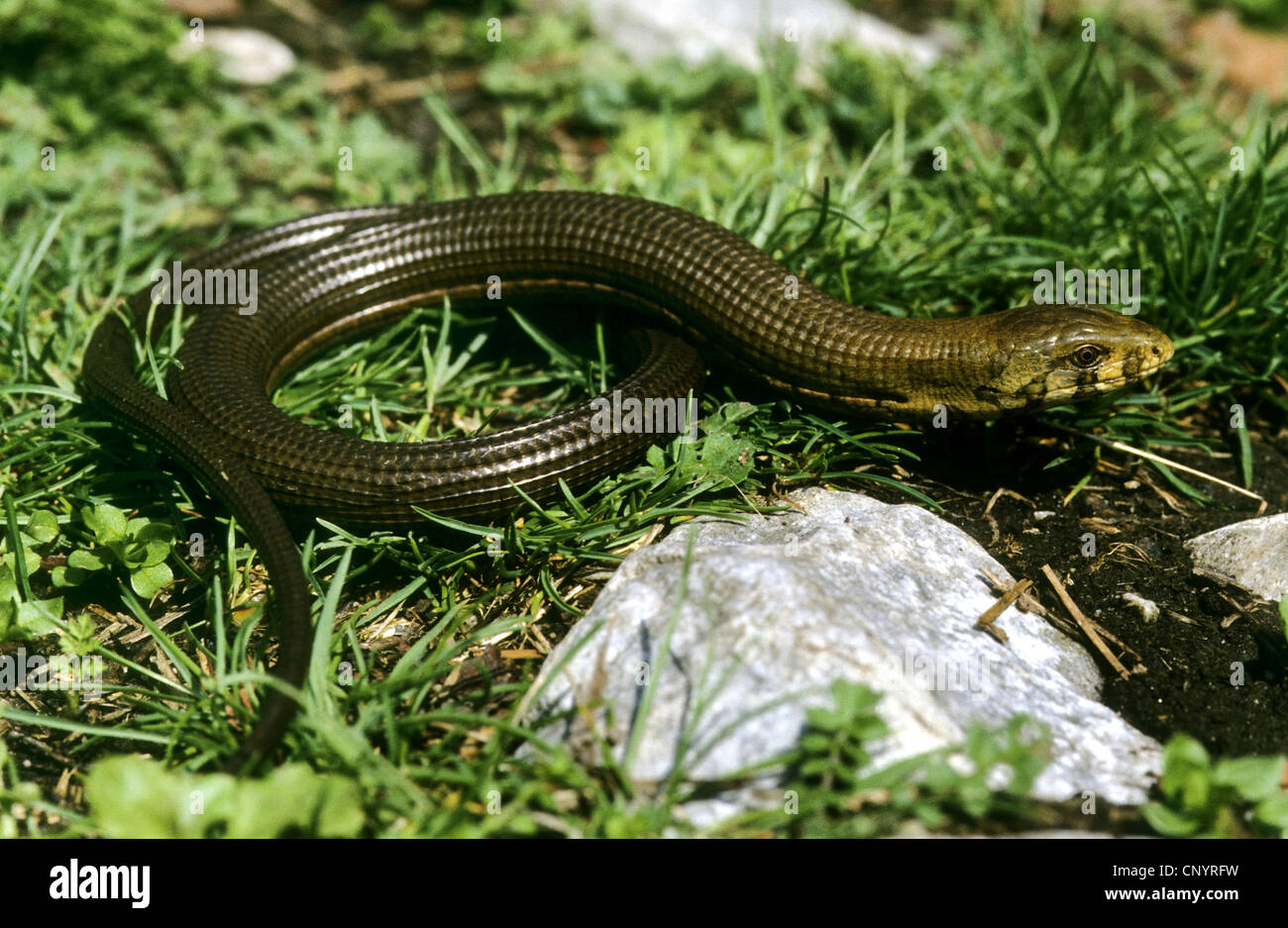 European glass lizard, armored glass lizard (Ophisaurus apodus ...