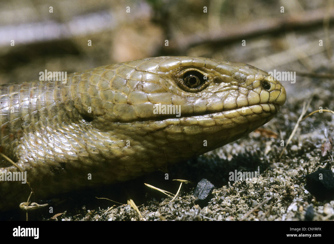 European glass lizard, armored glass lizard (Ophisaurus apodus ...