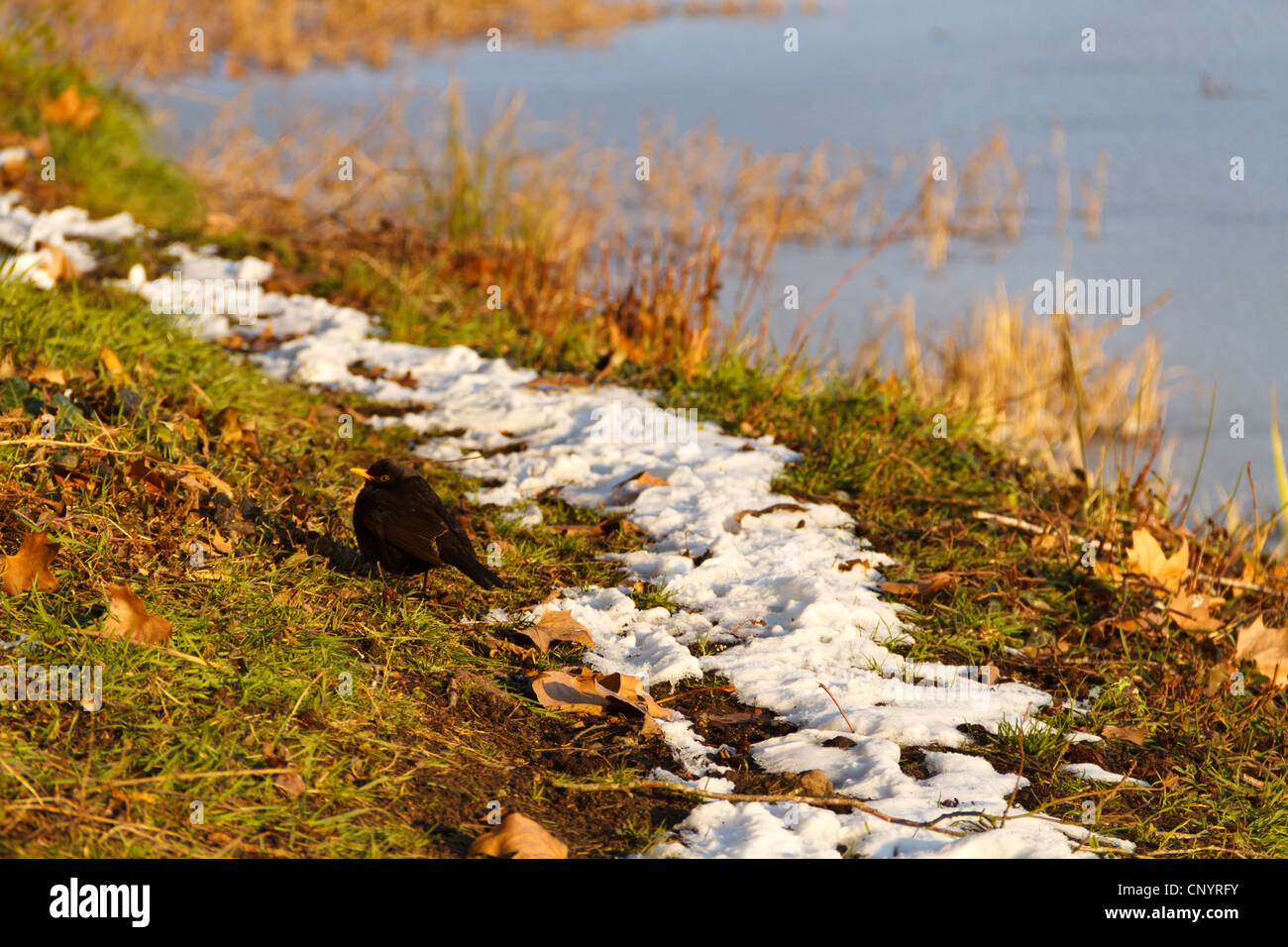 Lakeshore bird hi-res stock photography and images - Alamy