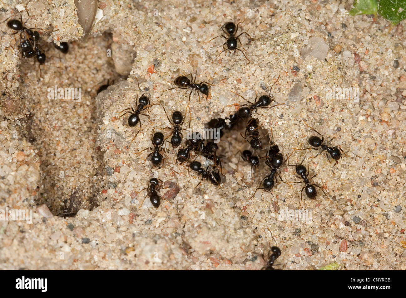 Jet ant, Shining jet black ant (Lasius fuliginosus, Dendrolasius ...