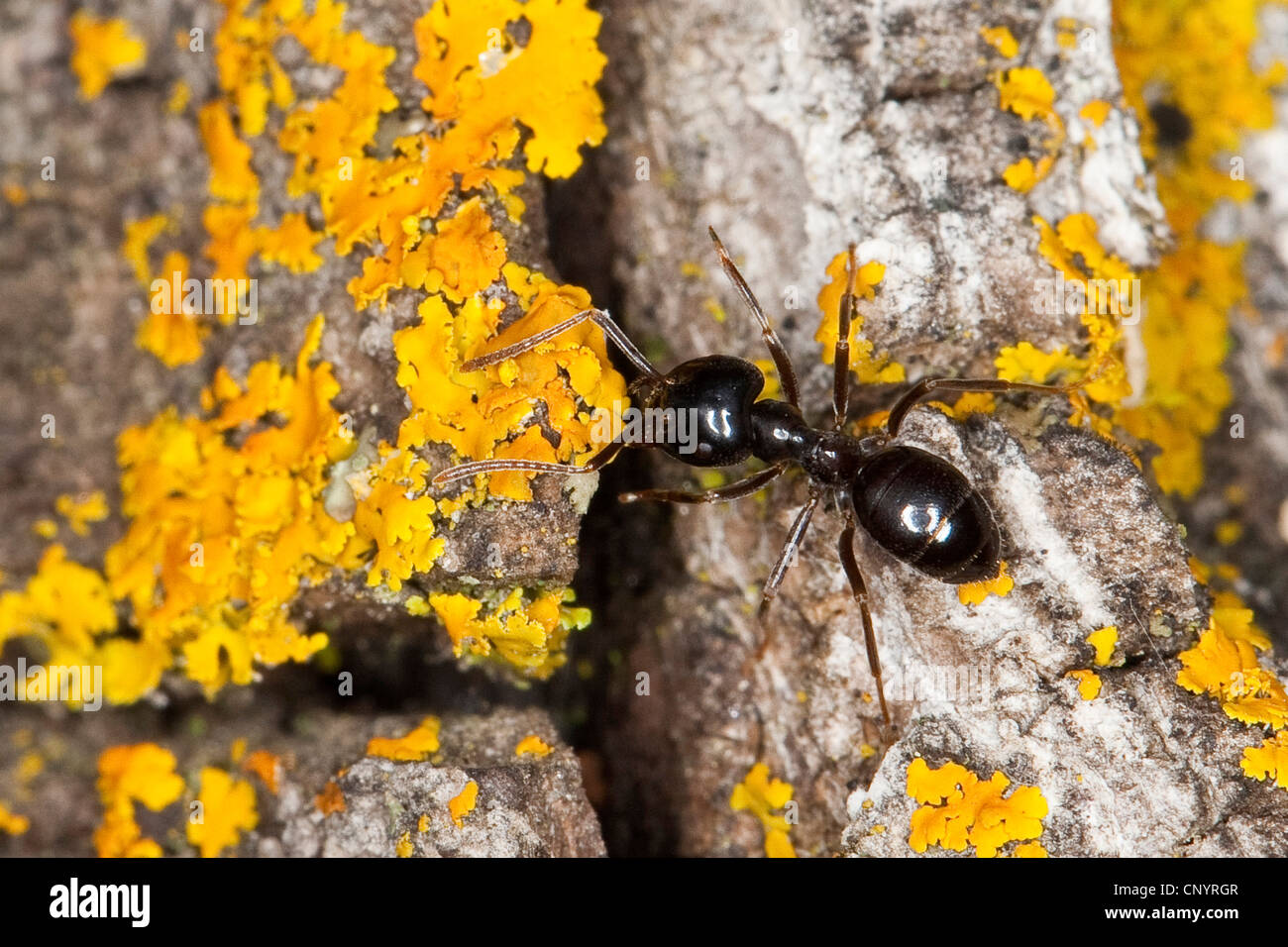 Jet ant, Shining jet black ant (Lasius fuliginosus, Dendrolasius ...