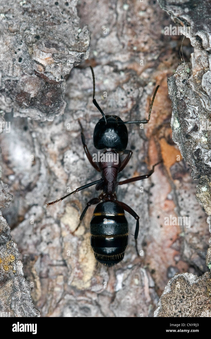 Giant ant hi-res stock photography and images - Alamy