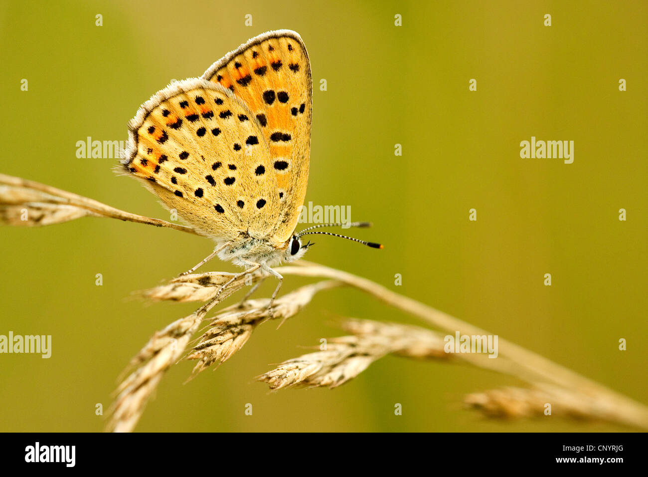 sooty copper (Heodes tityrus, Loweia tityrus, Loweia tityrus), male ...