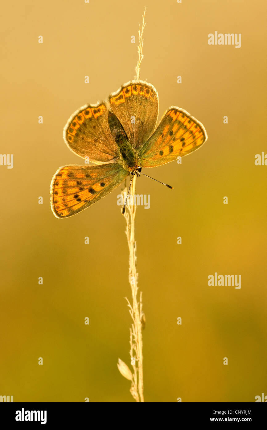 sooty copper (Heodes tityrus, Loweia tityrus, Loweia tityrus), female ...