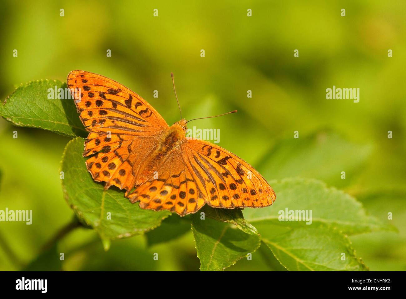 silver-washed fritillary (Argynnis paphia), sitting on a leaf, Germany ...