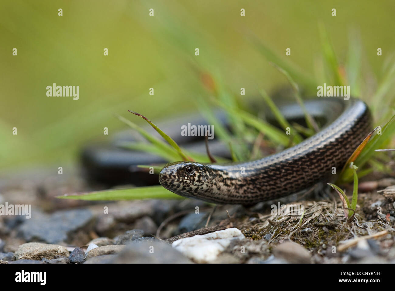 European slow worm, blindworm, slow worm (Anguis fragilis), portrait ...