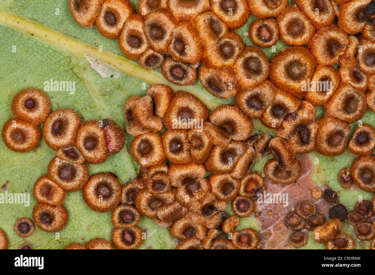 Oak leaf blister-gall cynipid wasp, Oakleaf silkbutton-spanglegall ...