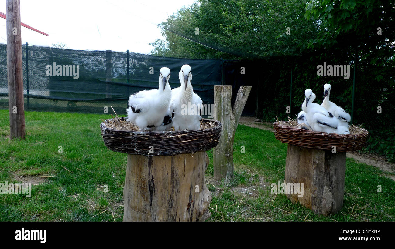 Artificial stork nest hi-res stock photography and images - Alamy