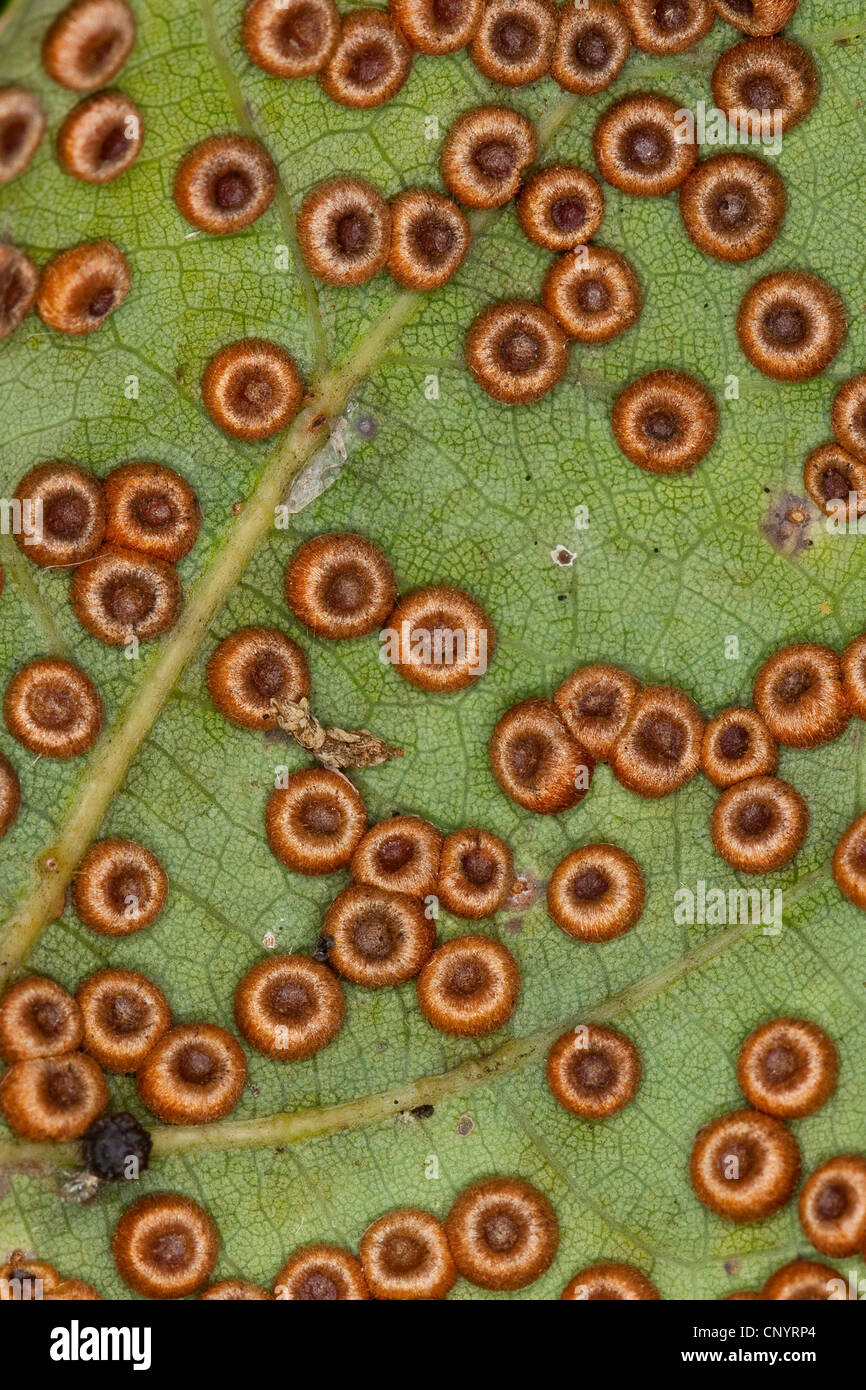 Oak leaf blister-gall cynipid wasp, Oakleaf silkbutton-spanglegall ...