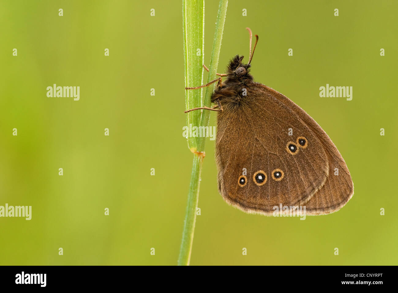 ringlet (Aphantopus hyperantus), hanging on a grass halm, Germany ...