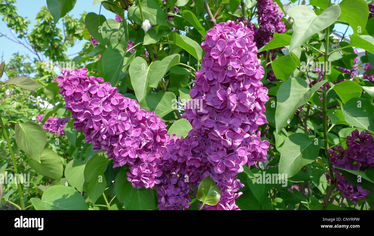 Common lilac hi-res stock photography and images - Alamy