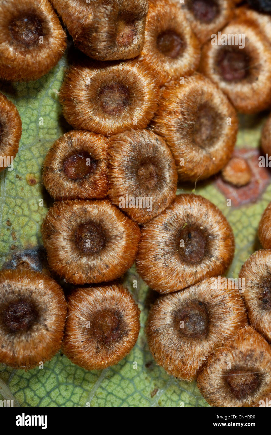 Oak leaf blister-gall cynipid wasp, Oakleaf silkbutton-spanglegall ...