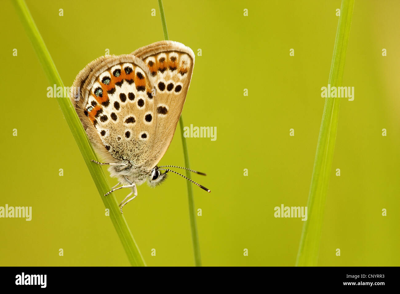 Silver-studded blue (Plebejus argus, Plebeius argus), female sitting on ...
